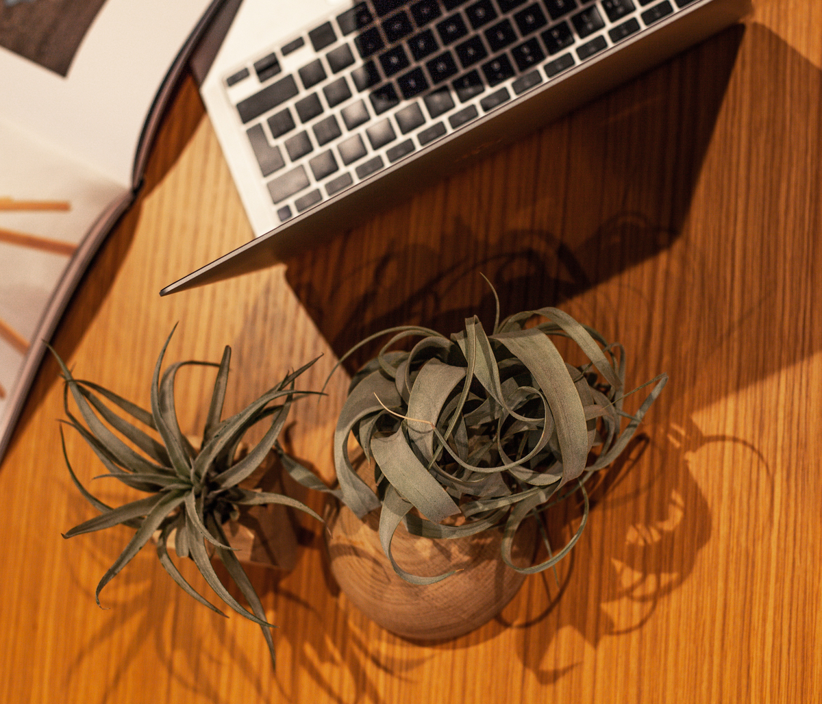 Air Plants: The Easiest Way to Boost Productivity at Work! – Etairnity ...